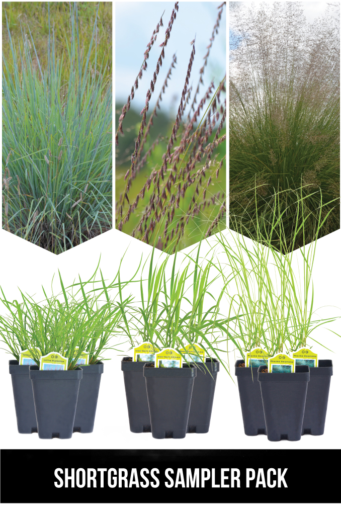 Shortgrass Sampler Prairie Moon Nursery
