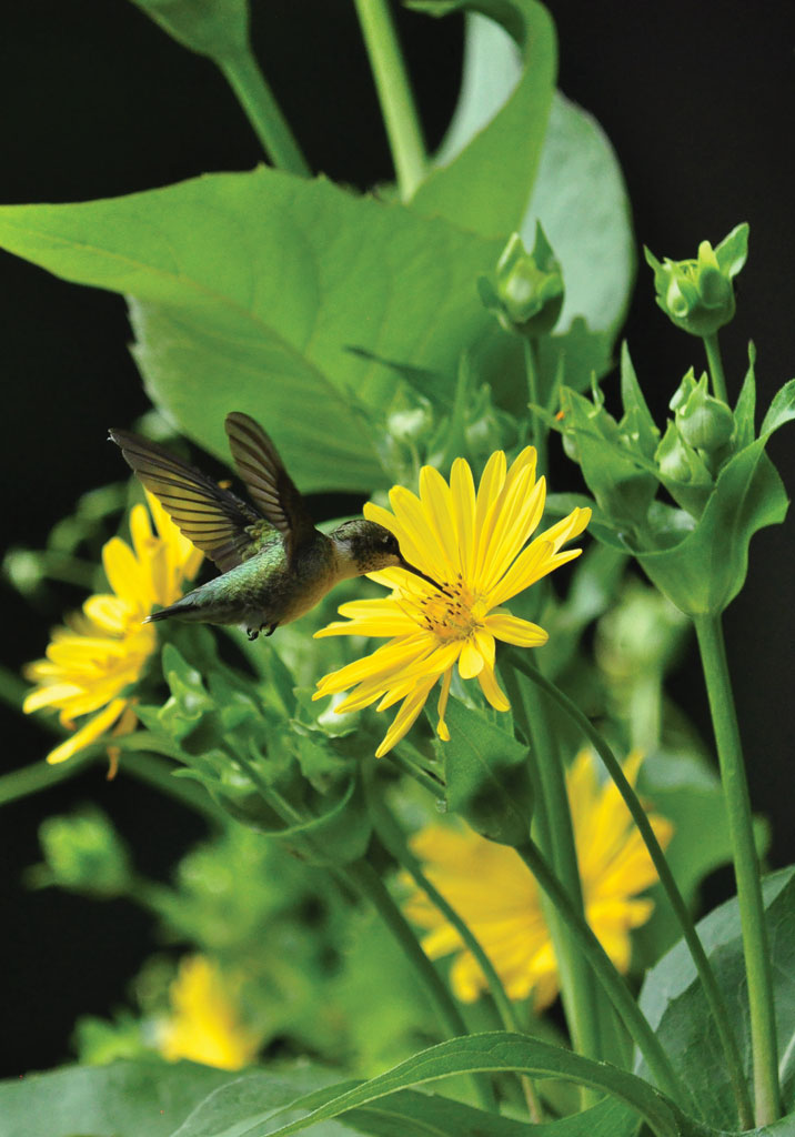 Silphium perfoliatum Cup Plant | Prairie Moon Nursery