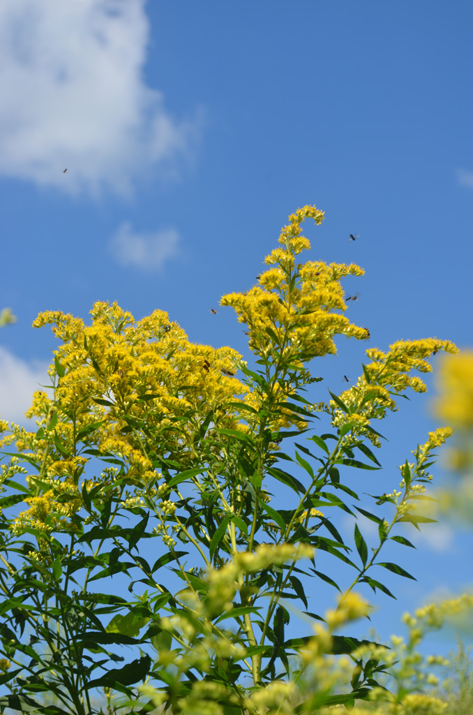 Solidago gigantea Late Goldenrod | Prairie Moon Nursery