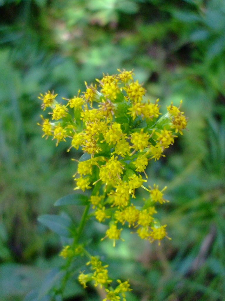 Solidago patula Round-leaved Goldenrod | Prairie Moon Nursery