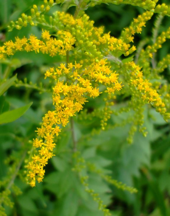 Solidago rugosa Wrinkle-leaf Goldenrod | Prairie Moon Nursery