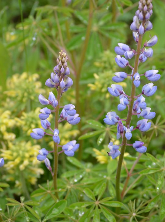 Lupinus Perennis