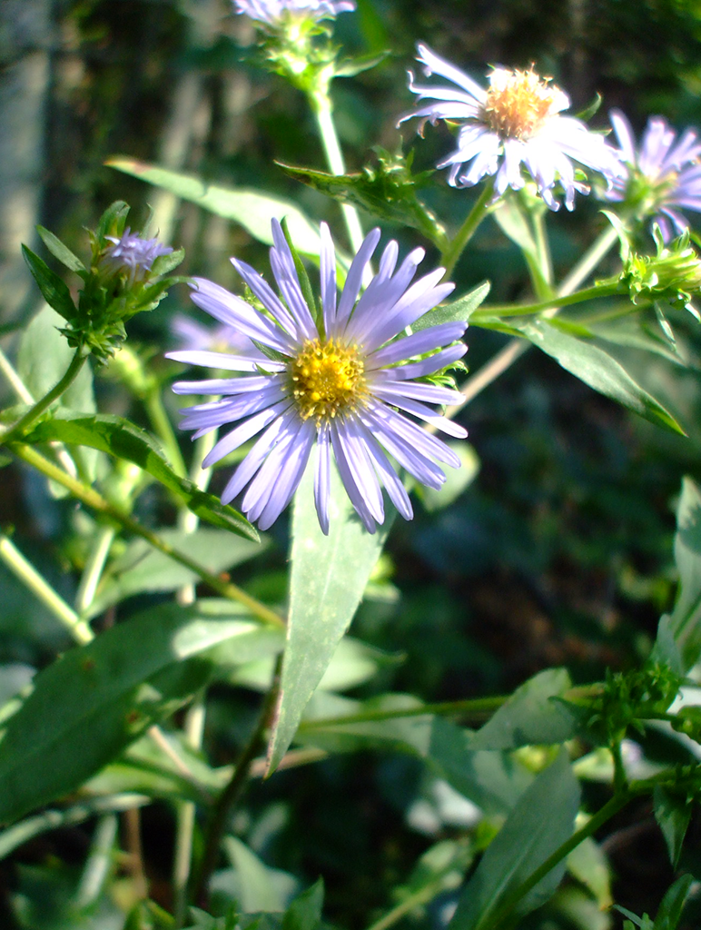 Symphyotrichum puniceum Swamp Aster | Prairie Moon Nursery