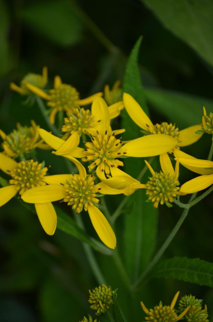 Verbesina alternifolia Wingstem | Prairie Moon Nursery
