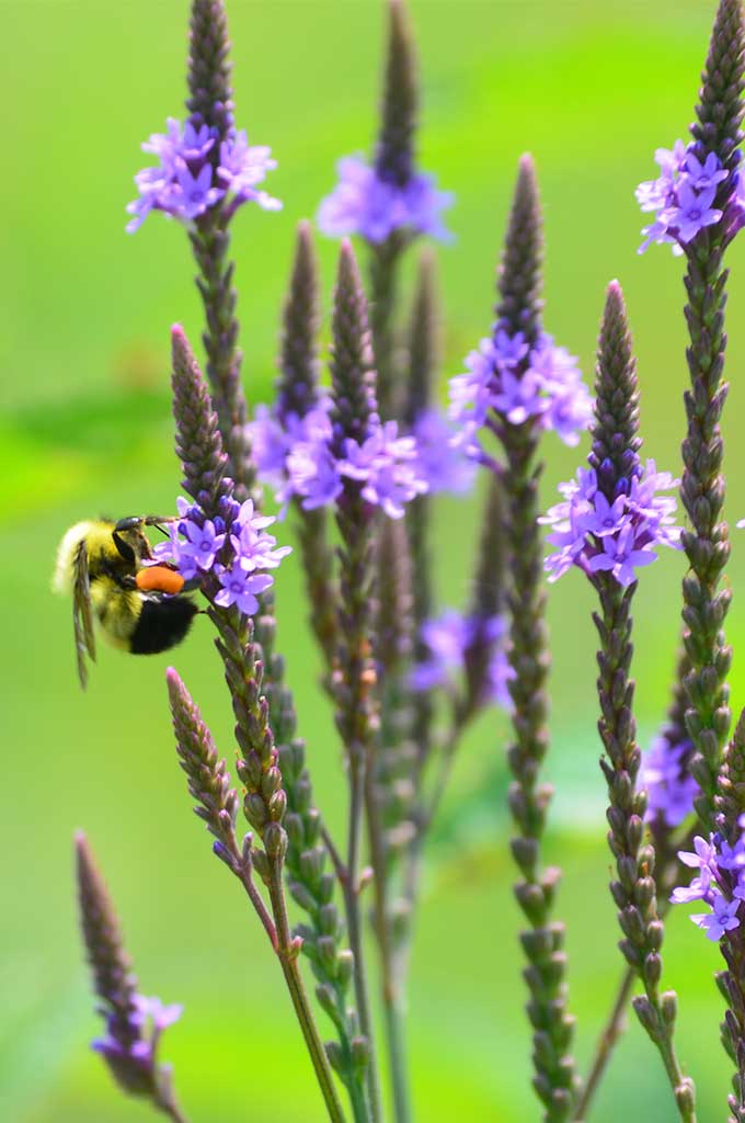 Verbena hastata Blue Vervain | Prairie Moon Nursery