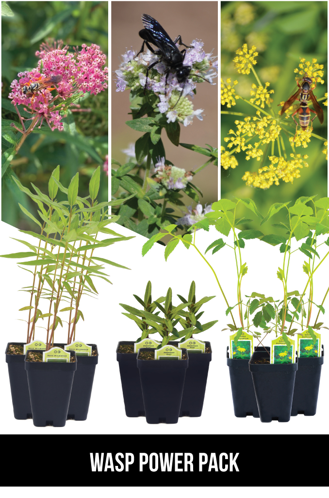 Wasp Pollinator Power Pack | Prairie Moon Nursery