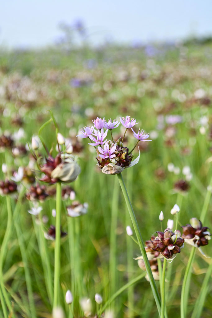Allium canadense Wild Garlic | Prairie Moon Nursery