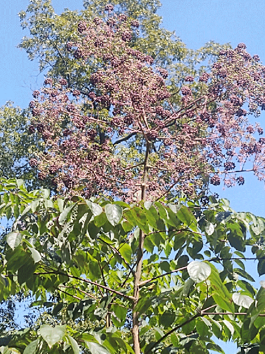 Devils Walking Stick Plant