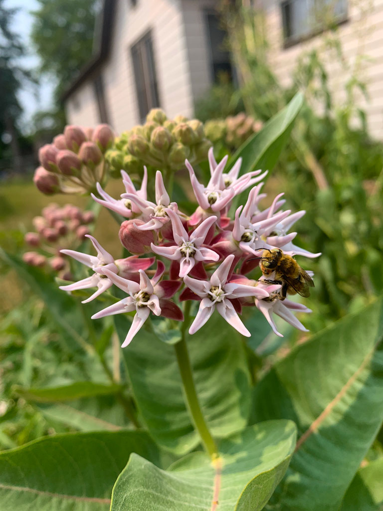 Asclepias Speciosa Showy Milkweed