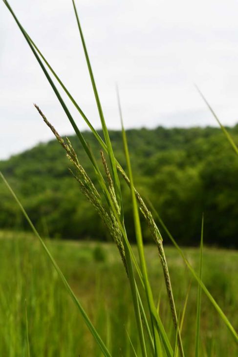 Calamagrostis Canadensis Ligule