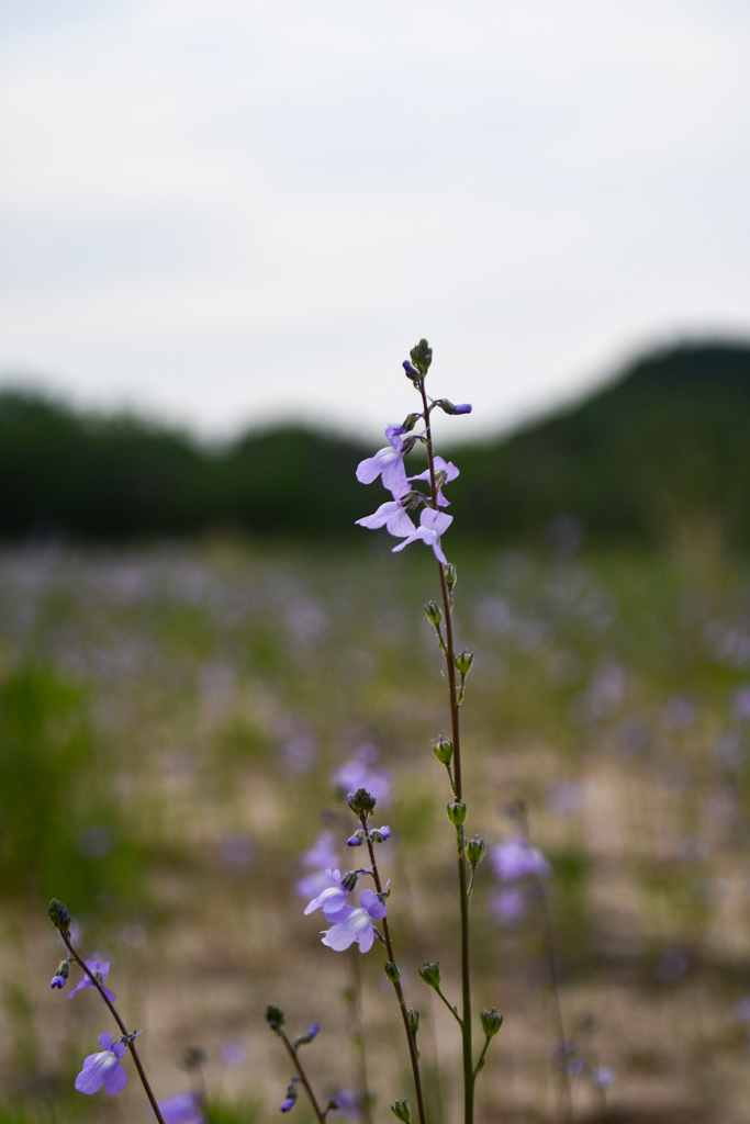 Nuttallanthus Canadensis (Old-field Toadflax): Minnesota, 43% OFF