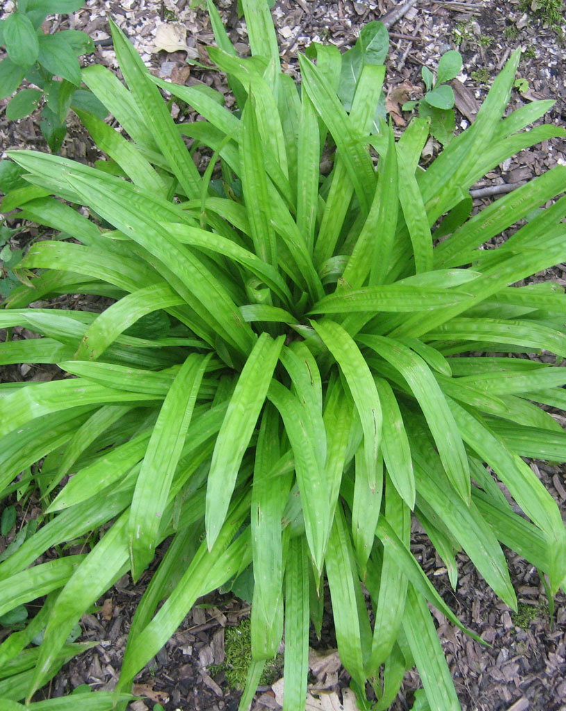 Carex Plantaginea