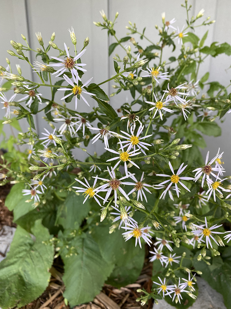Eurybia macrophylla Big-leaved Aster | Prairie Moon Nursery