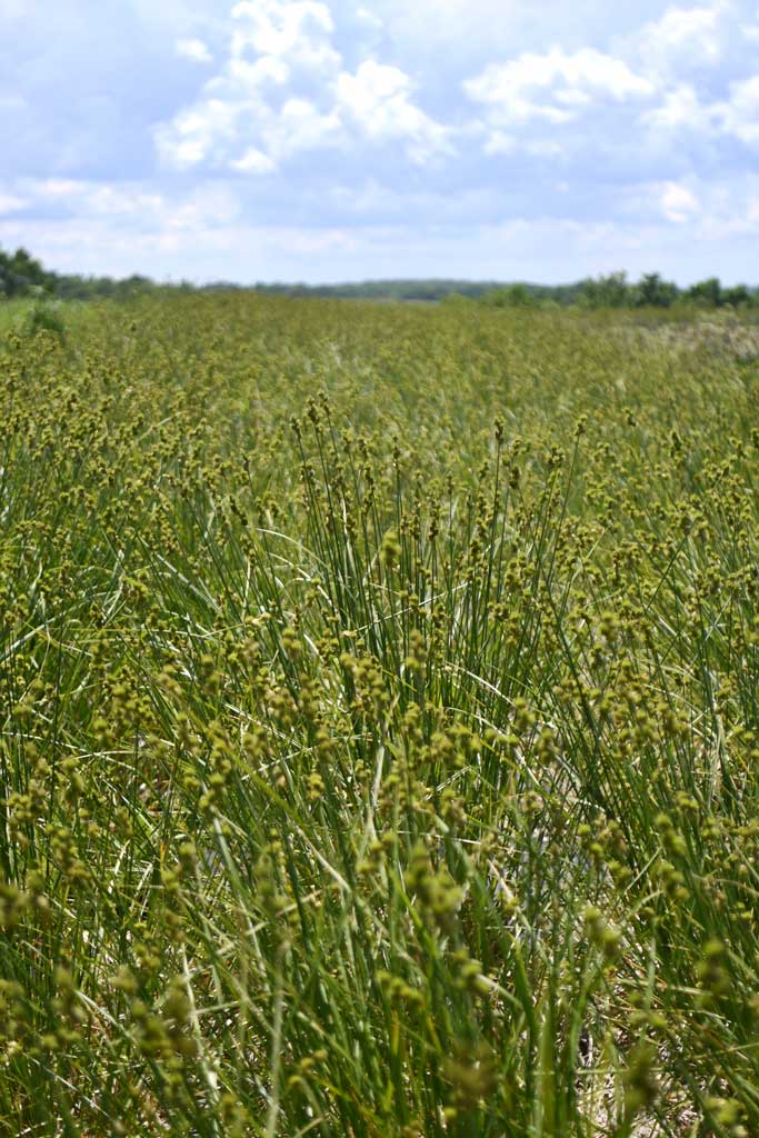Carex molesta Field Oval Sedge | Prairie Moon Nursery