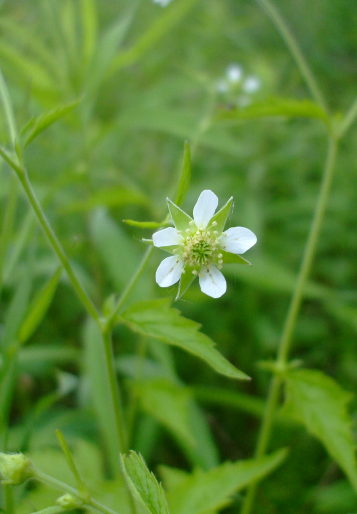 Geum canadense White Avens | Prairie Moon Nursery