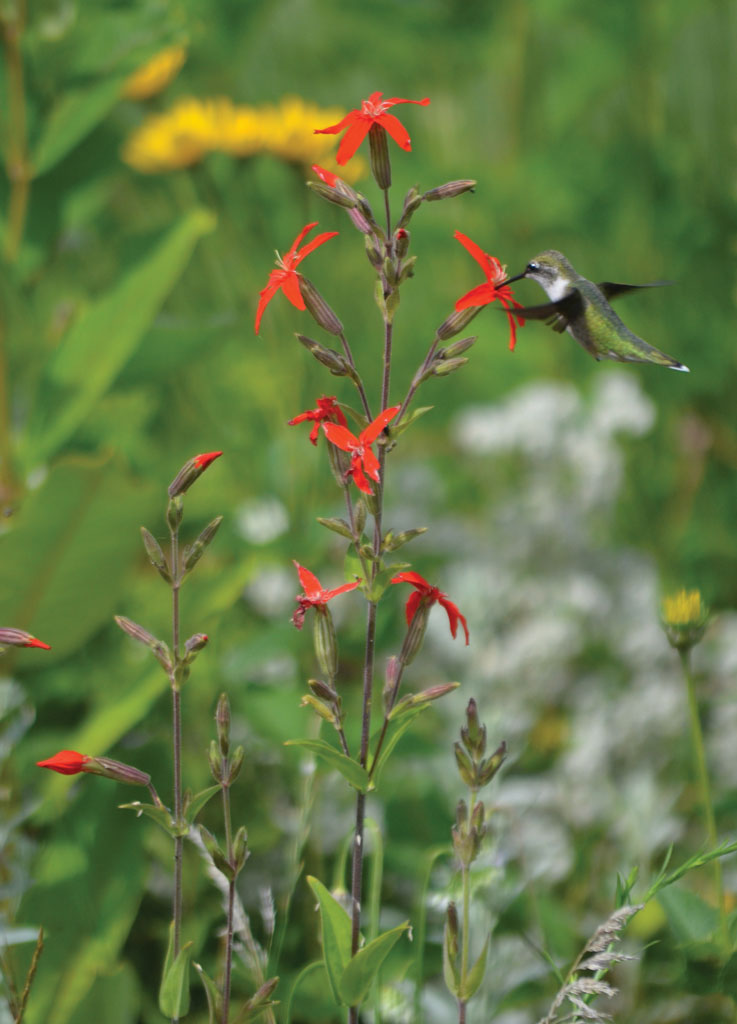 Silene regia Royal Catchfly | Prairie Moon Nursery