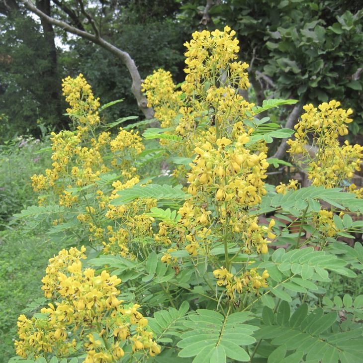 Winter Wild Senna Plant