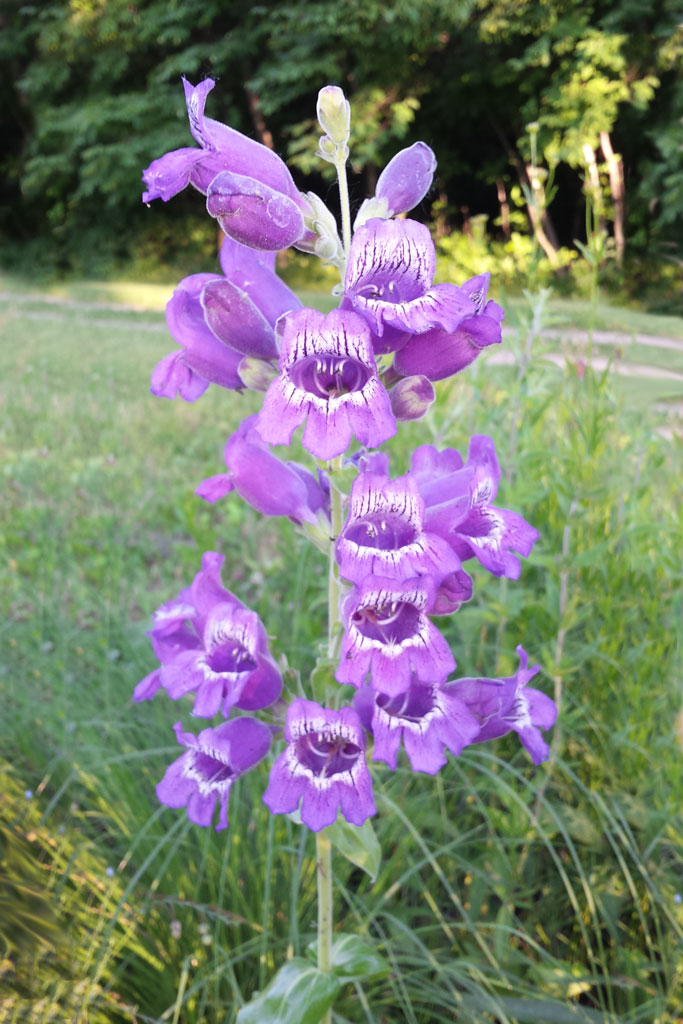 Penstemon cobaea Showy Beardtongue | Prairie Moon Nursery