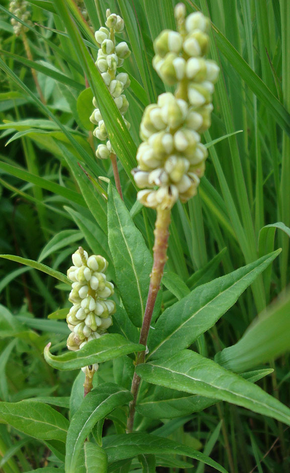 Polygala senega Seneca Snakeroot | Prairie Moon Nursery