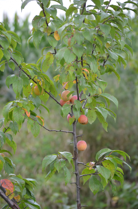 Prunus Americana In Winter