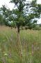 Quercus macrocarpa Bur Oak | Prairie Moon Nursery