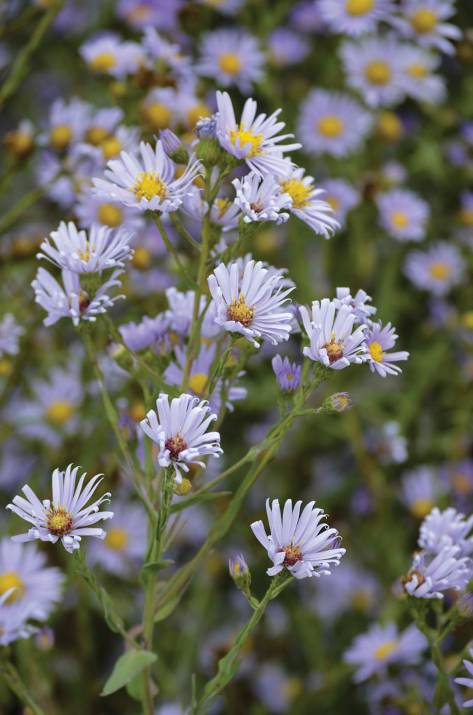 Smooth Blue Aster Seedling