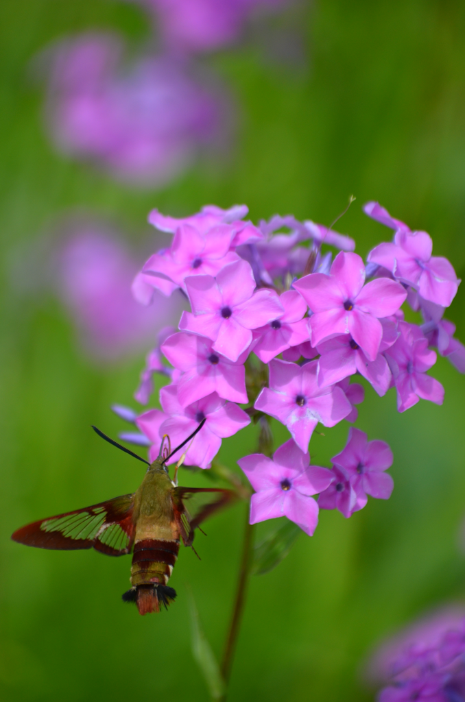 Phlox glaberrima subsp. interior Smooth Phlox | Prairie Moon Nursery