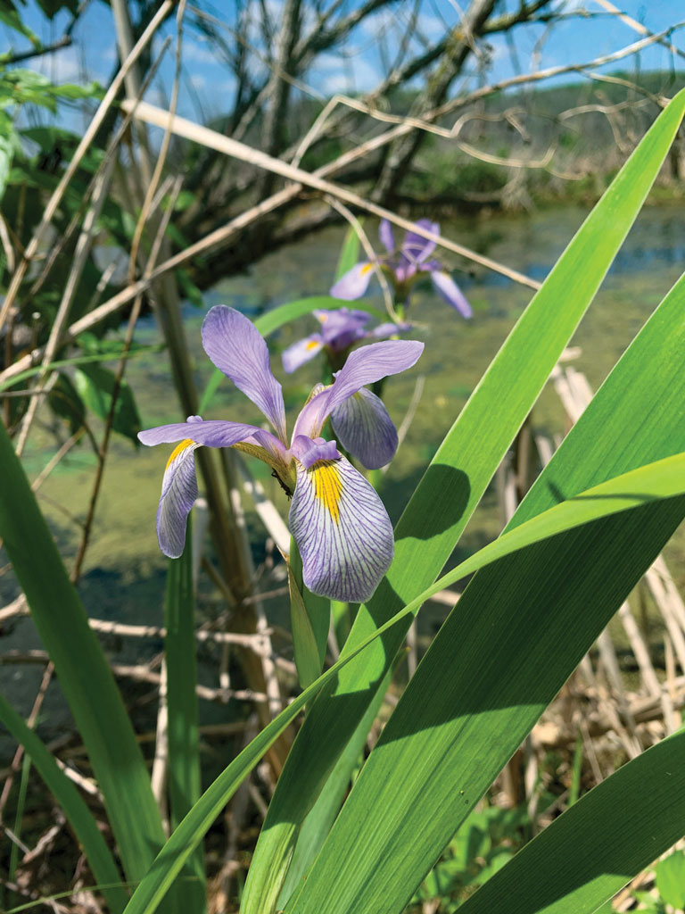 Iris virginica var. shrevei Southern Blue Flag | Prairie Moon Nursery