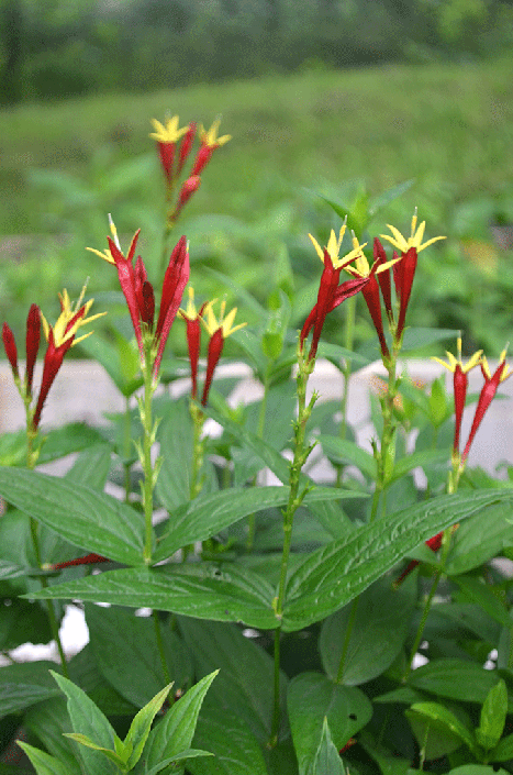 Spigelia marilandica Indian Pink | Prairie Moon Nursery