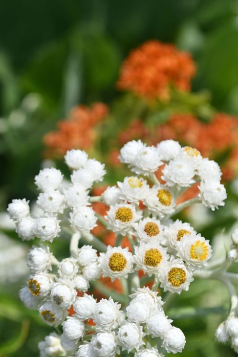 Pearly: Khám Phá Ý Nghĩa và Ứng Dụng Trong Cuộc Sống