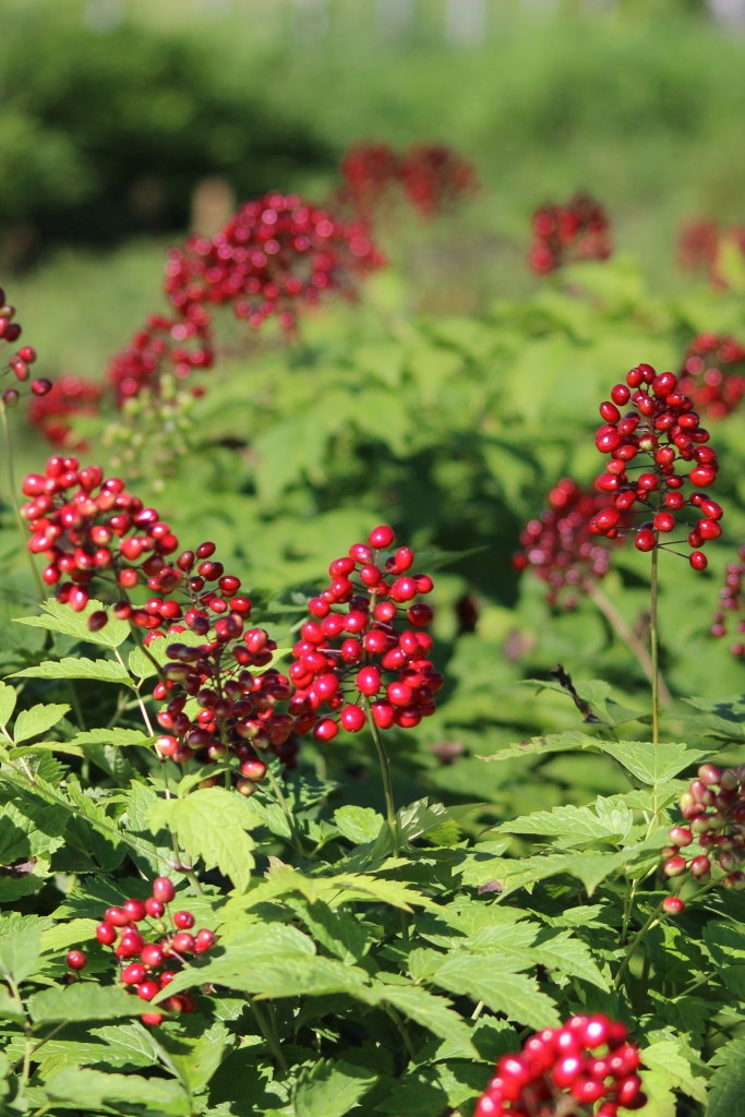 Actaea rubra Red Baneberry | Prairie Moon Nursery