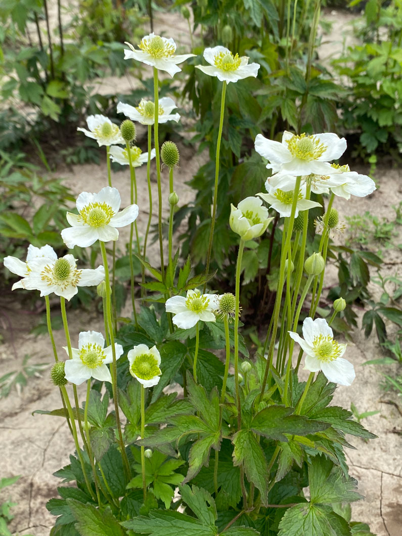 Anemone cylindrica Thimbleweed | Prairie Moon Nursery