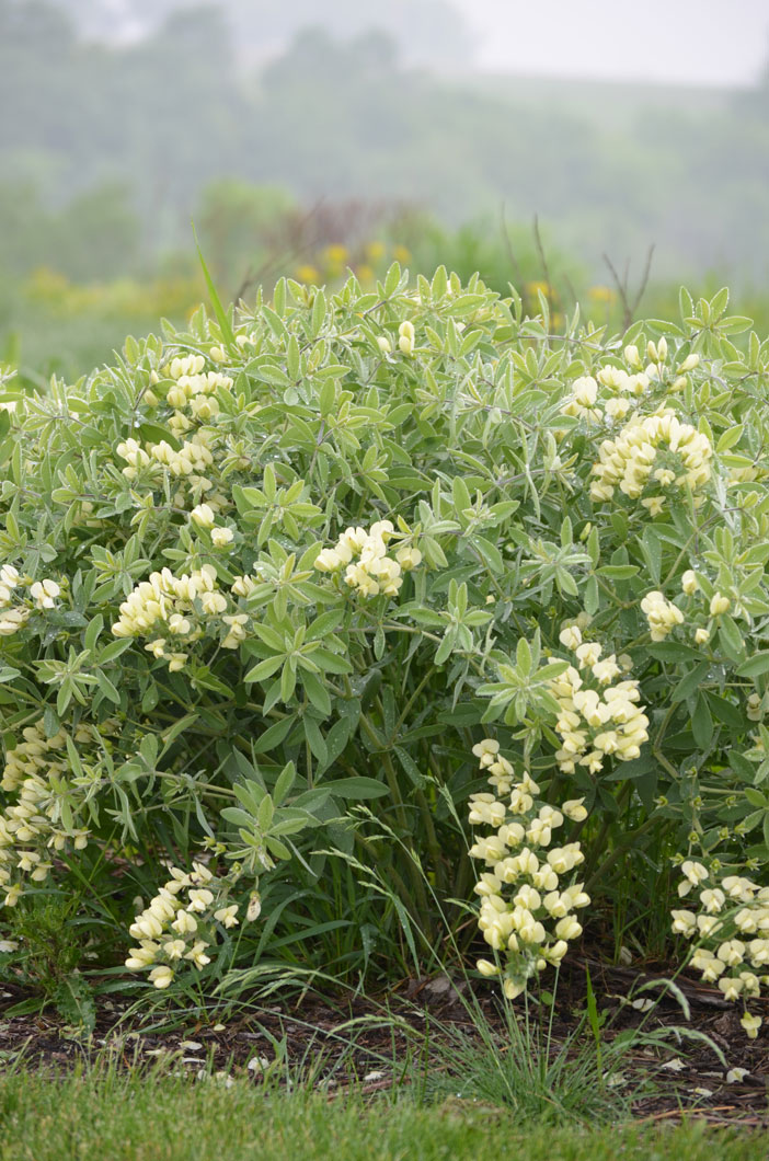 Baptisia bracteata Cream Wild Indigo | Prairie Moon Nursery