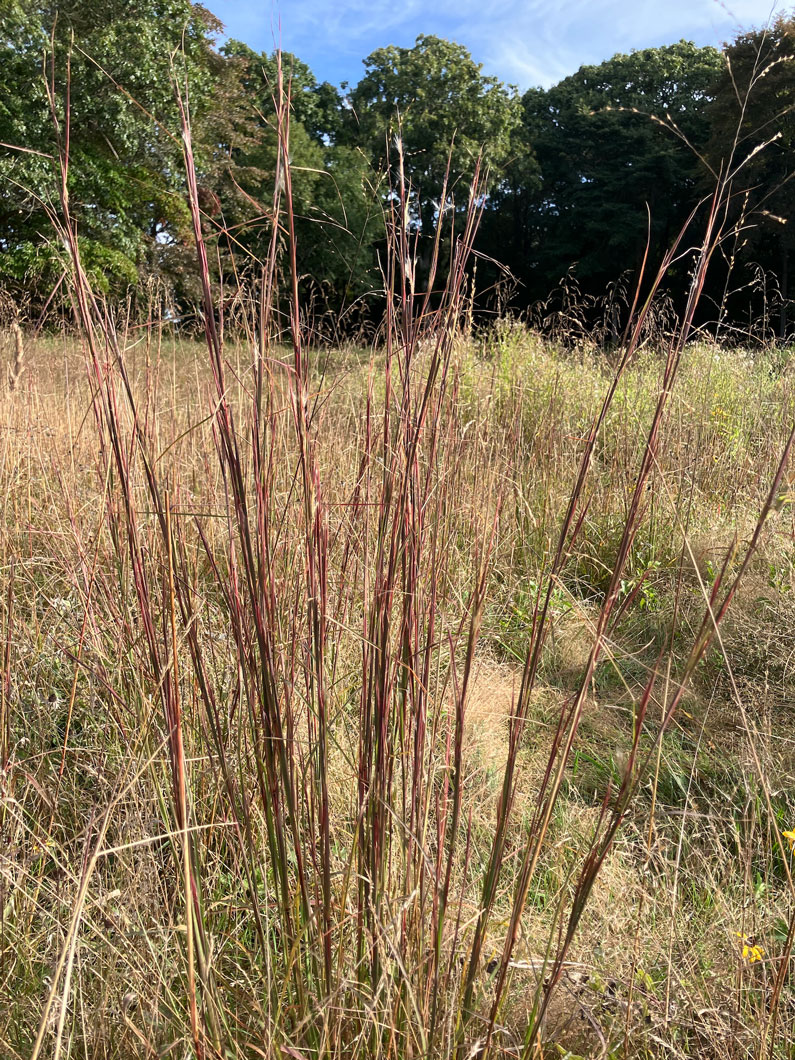 Andropogon virginica Broomsedge | Prairie Moon Nursery