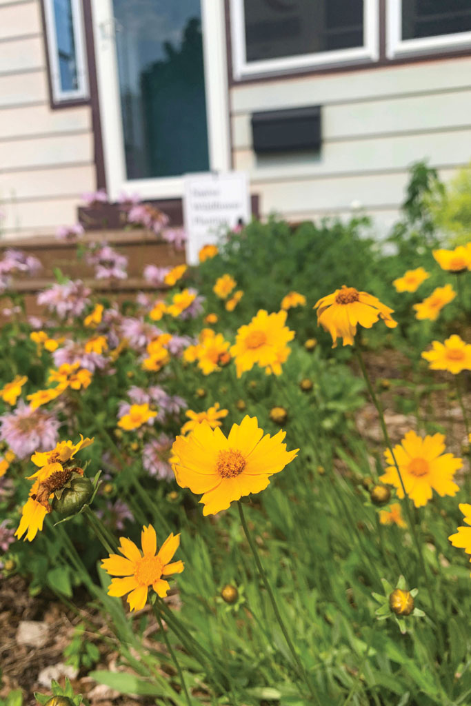 Coreopsis lanceolata Lance-leaf Coreopsis | Prairie Moon Nursery