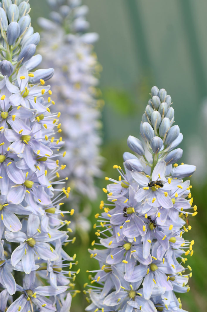 Camassia scilloides Wild Hyacinth | Prairie Moon Nursery