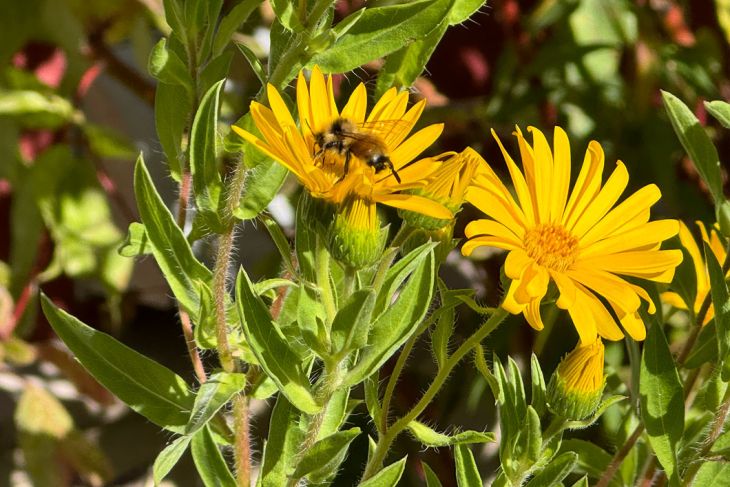 Golden Aster Heterotheca Camporum Prairie Golden Aster (103674)