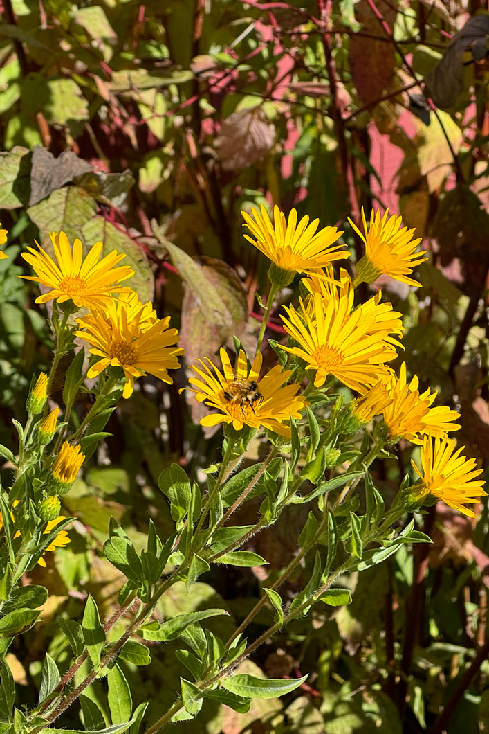 Golden Aster