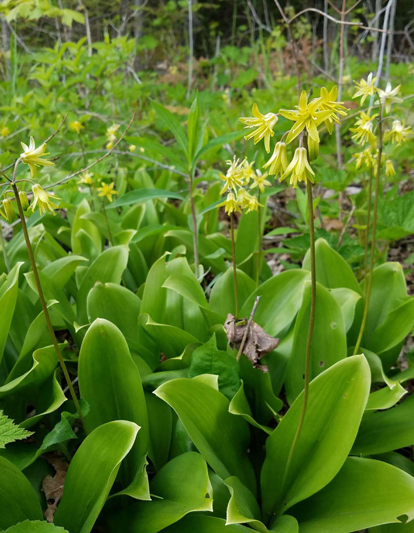 Clintonia borealis Blue Bead Lily | Prairie Moon Nursery