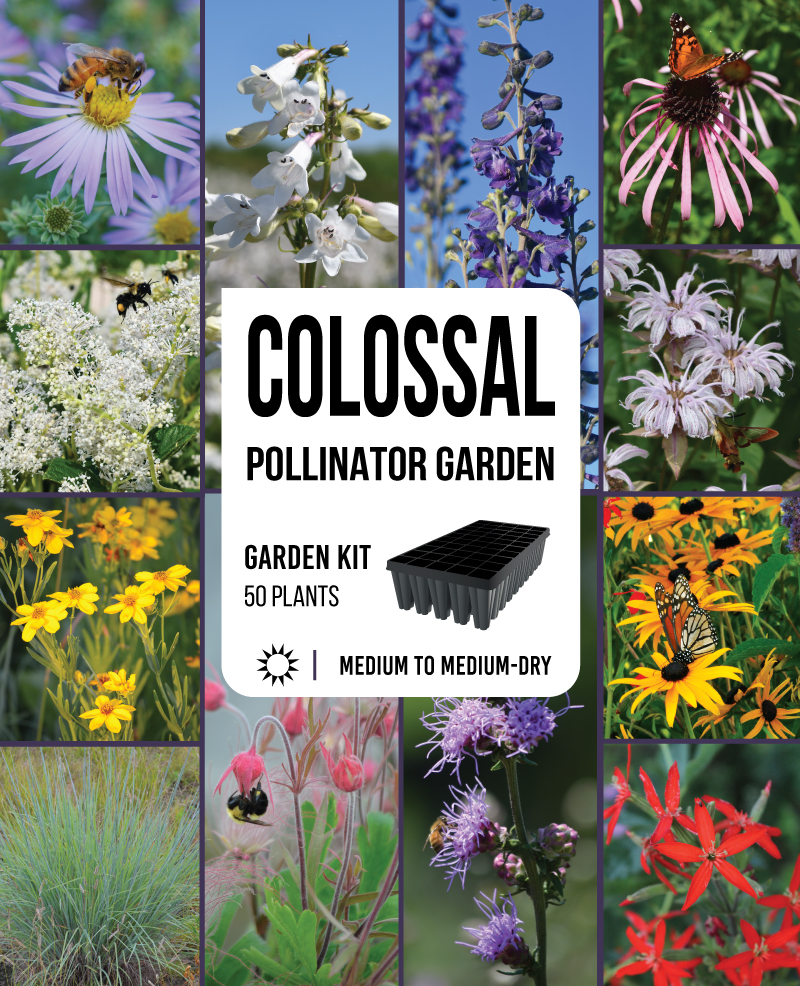 The Colossal Pollinator Garden Kit | Prairie Moon Nursery