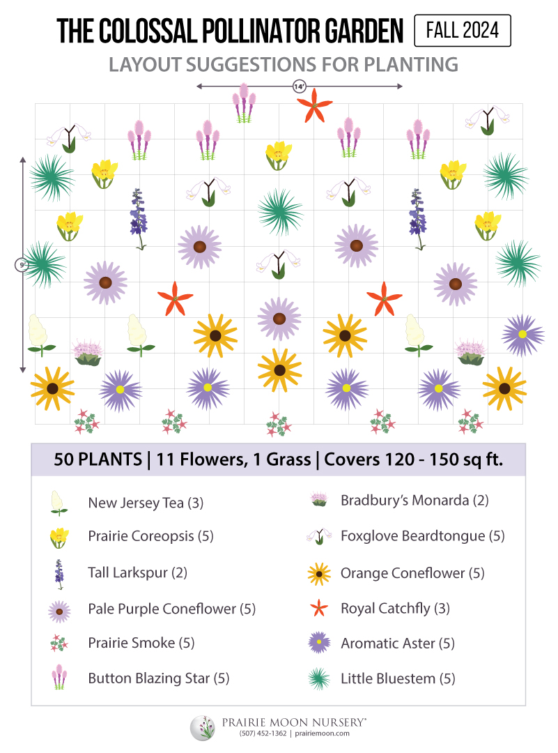The Colossal Pollinator Garden Kit | Prairie Moon Nursery
