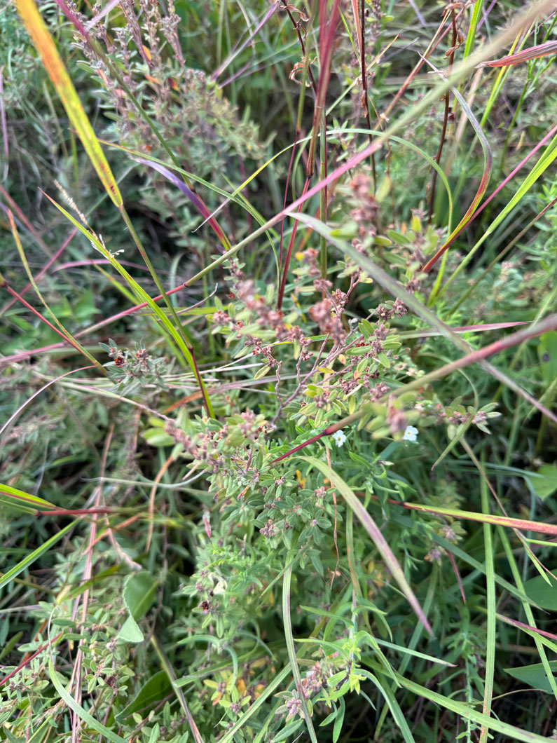 Crochanthemum bicknellii Hoary Frostweed | Prairie Moon Nursery