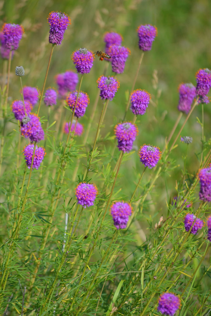Dalea purpurea Purple Prairie Clover | Prairie Moon Nursery