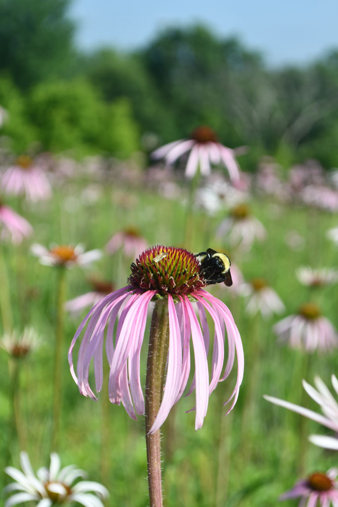 Echinacea pallida Pale Purple Coneflower | Prairie Moon Nursery