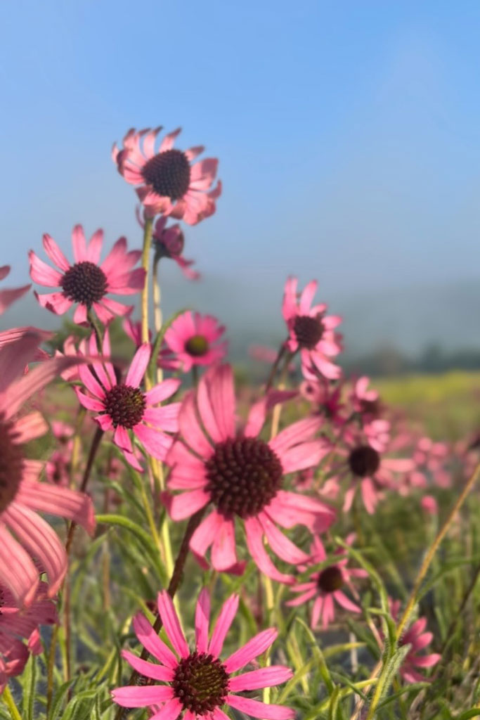 Echinacea tennesseensis Tennessee Coneflower | Prairie Moon Nursery