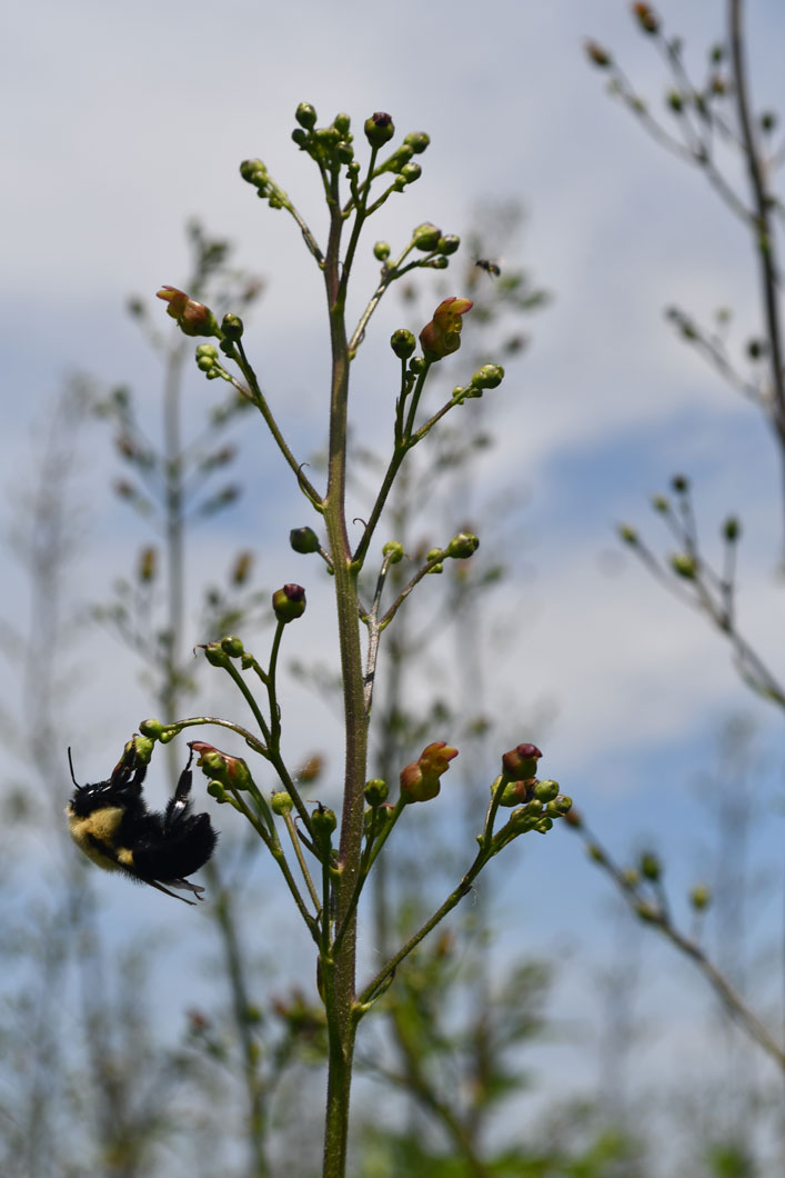 Scrophularia lanceolata Early Figwort | Prairie Moon Nursery