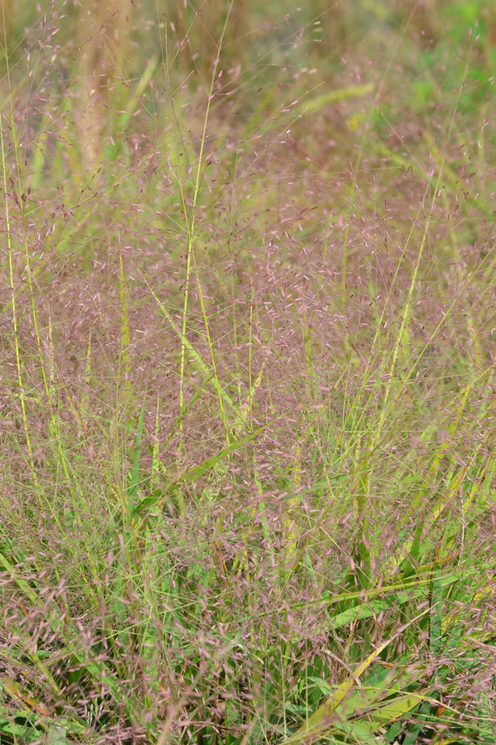 Eragrostis spectabilis Purple Love Grass Prairie Moon Nursery