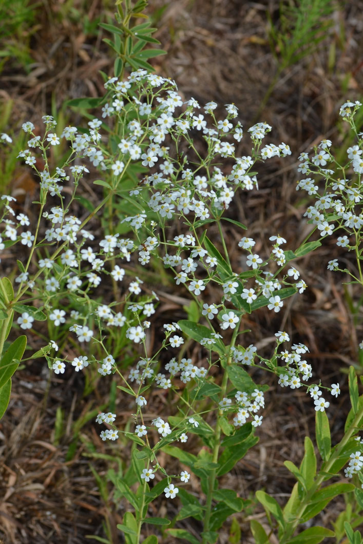 Euphorbia corollata Flowering Spurge | Prairie Moon Nursery