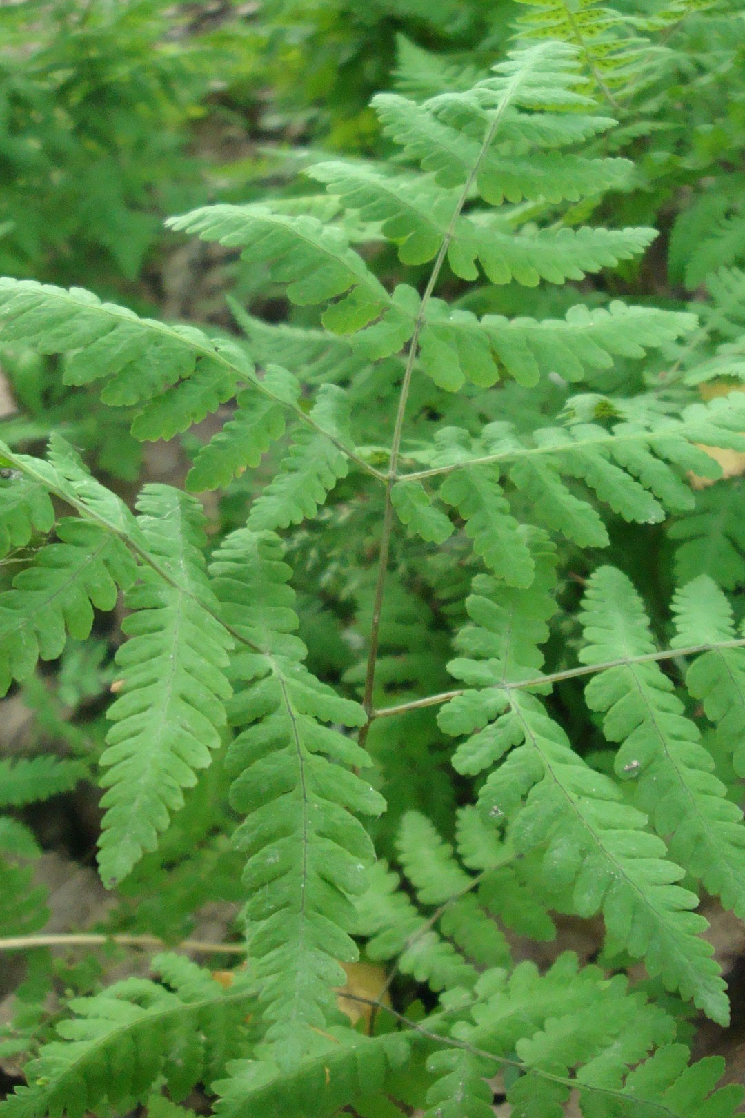 Gymnocarpium dryopteris Oak Fern | Prairie Moon Nursery