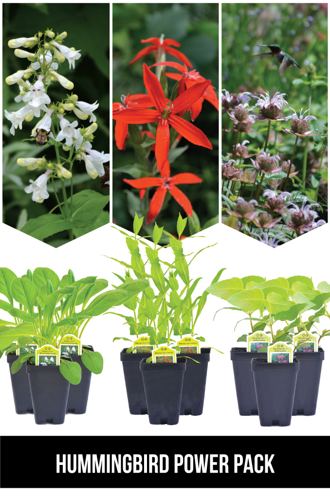 Hummingbird Pollinator Power Pack | Prairie Moon Nursery